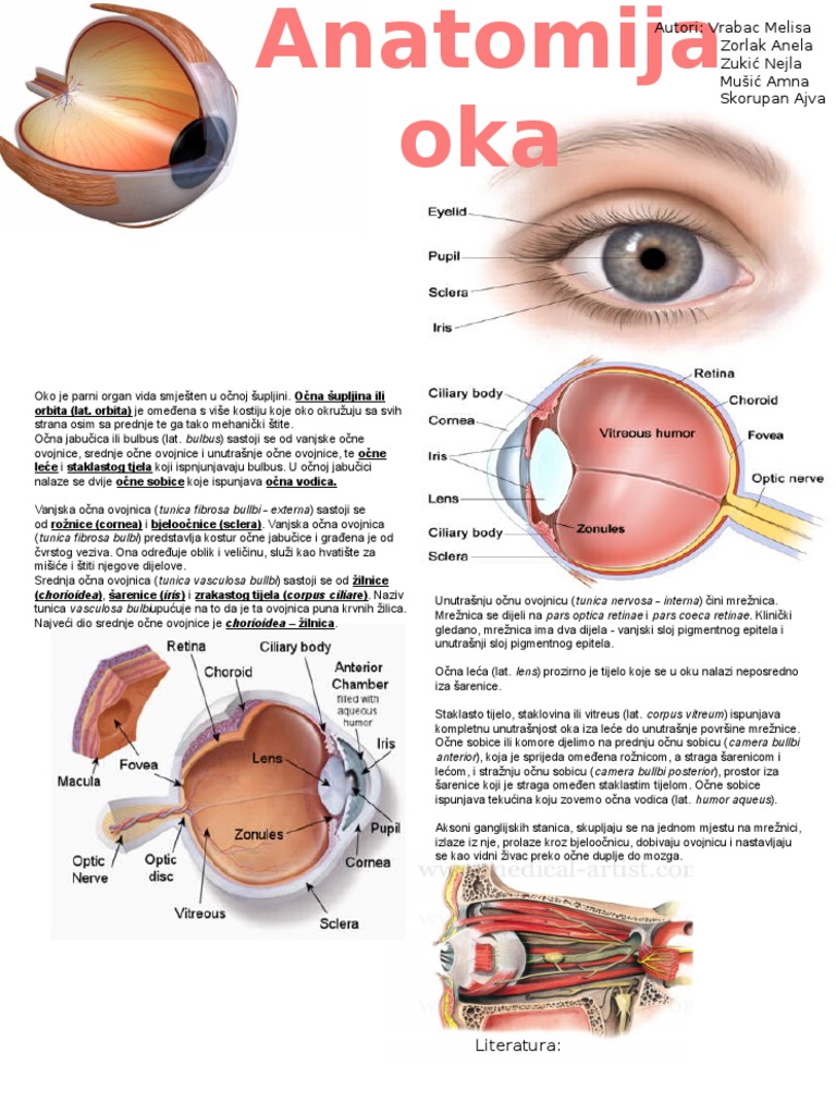 Anatomija | PDF