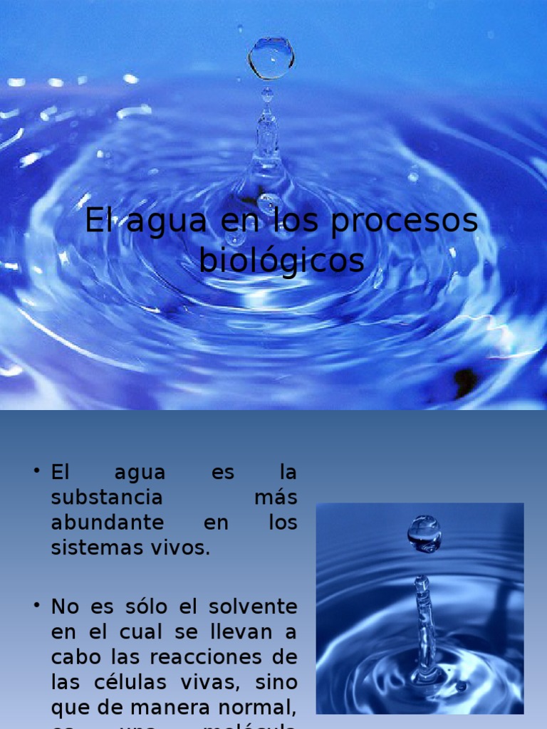 El Agua en Los Procesos Biológicos | Organismos | Fotosíntesis