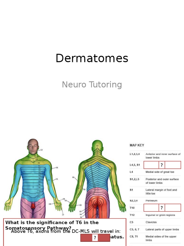 Dermatome S | PDF