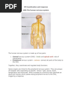 Reflex Arc Worksheet | PDF