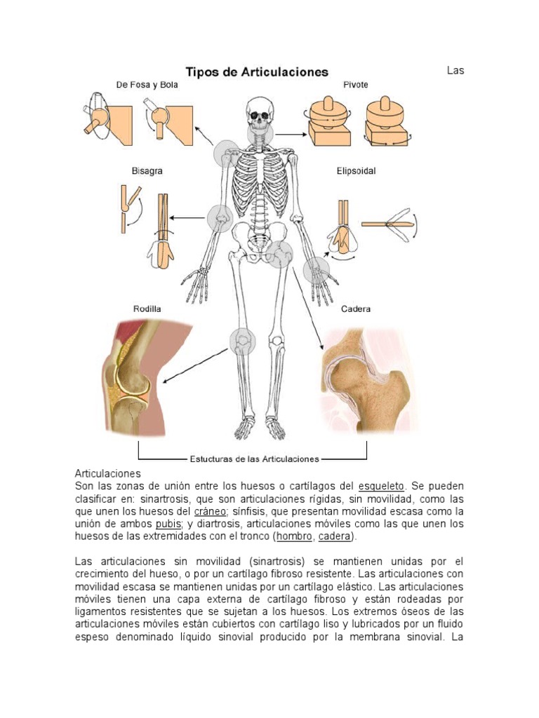 Sistema Locomotor. Articulaciones | Rodilla | Articulación