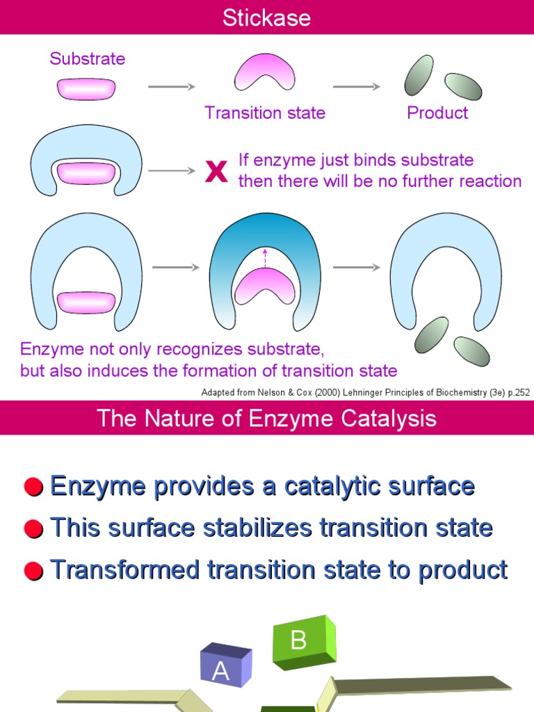 Substrate Transition State Product: Adapted From Nelson & Cox (2000 ...