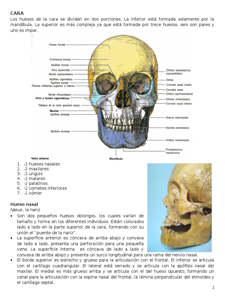 CARA | Fisonomía | Cabeza y cuello humanos