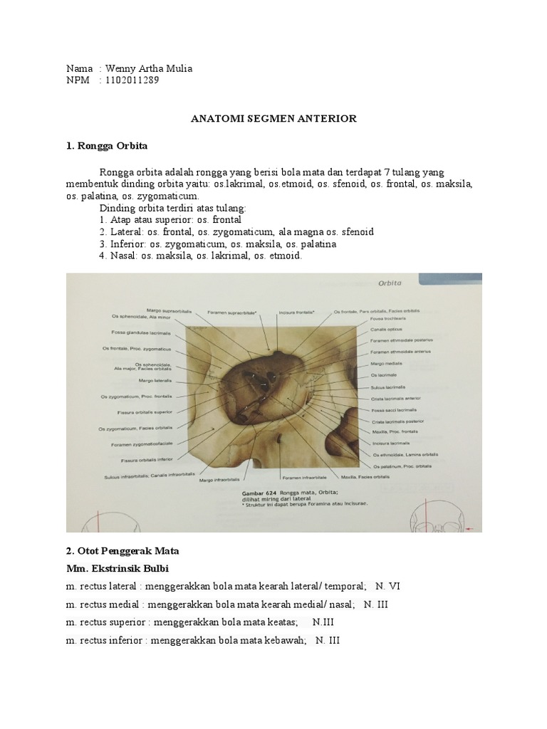 Anatomi Segmen Anterior Mata