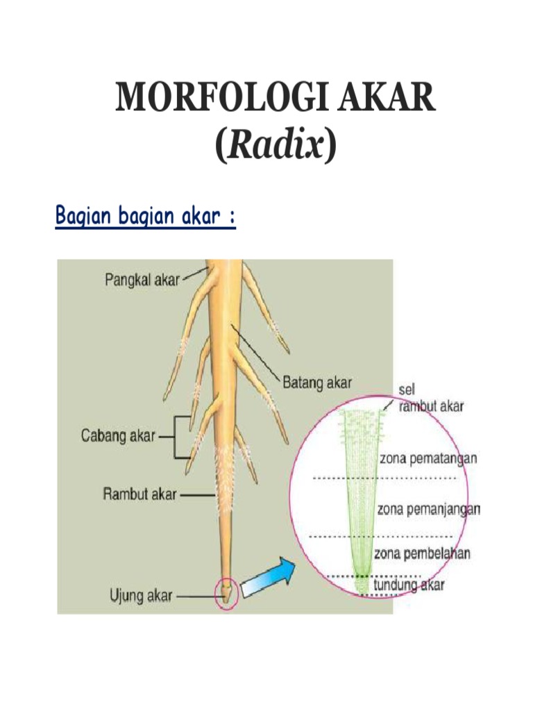 Struktur dan Fungsi Morfologi Akar | PDF | Kajian Bahasa Asing | Griya ...