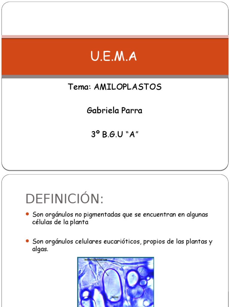 Función y características de amiloplastos | PDF | Salud y bienestar ...