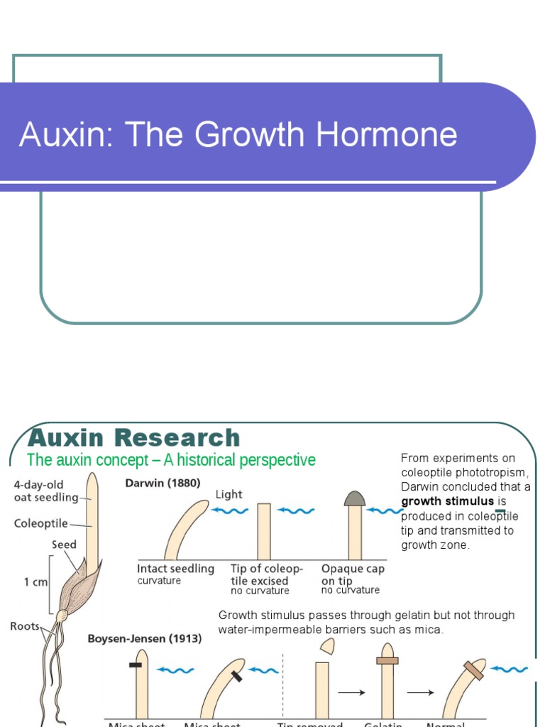 AUXINS | Auxin | Botany