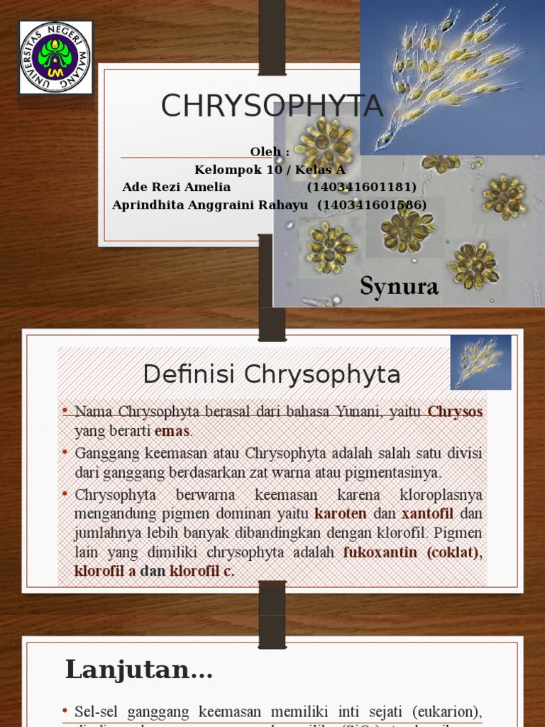 Chrysophyta: Ganggang Keemasan | PDF