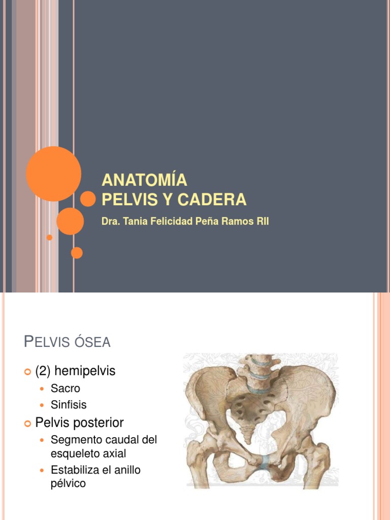 Anatomia Pelvis y Cadera | PDF | Pelvis | Anatomía del miembro inferior
