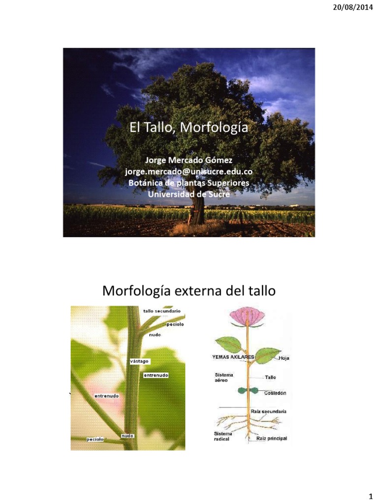Morfología y Tipos de Tallo en Plantas | PDF | Tallo de la planta ...