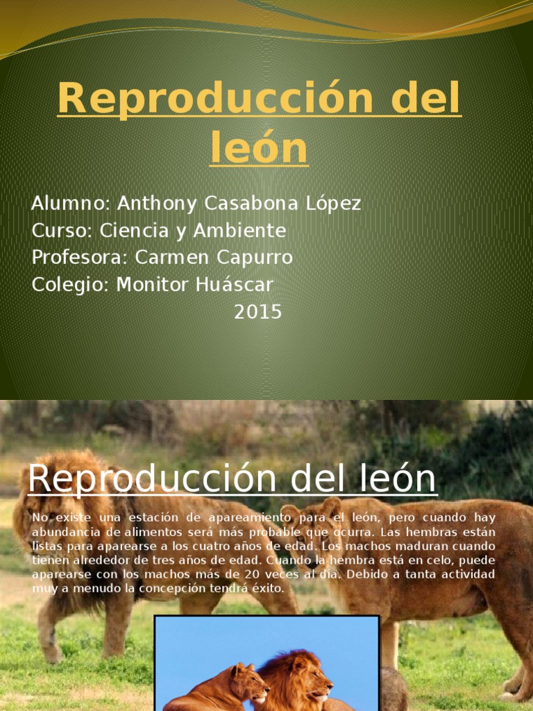 Reproducción Del León | PDF | León | Tigre