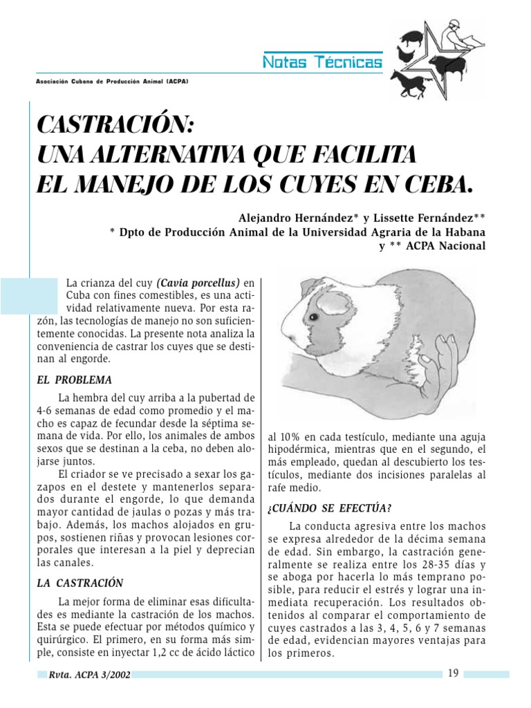 Castracion Cuy | PDF | Castración | Vacas