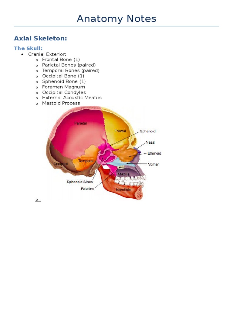 anatomy-spot-test-1-pdf-vertebra-vertebral-column