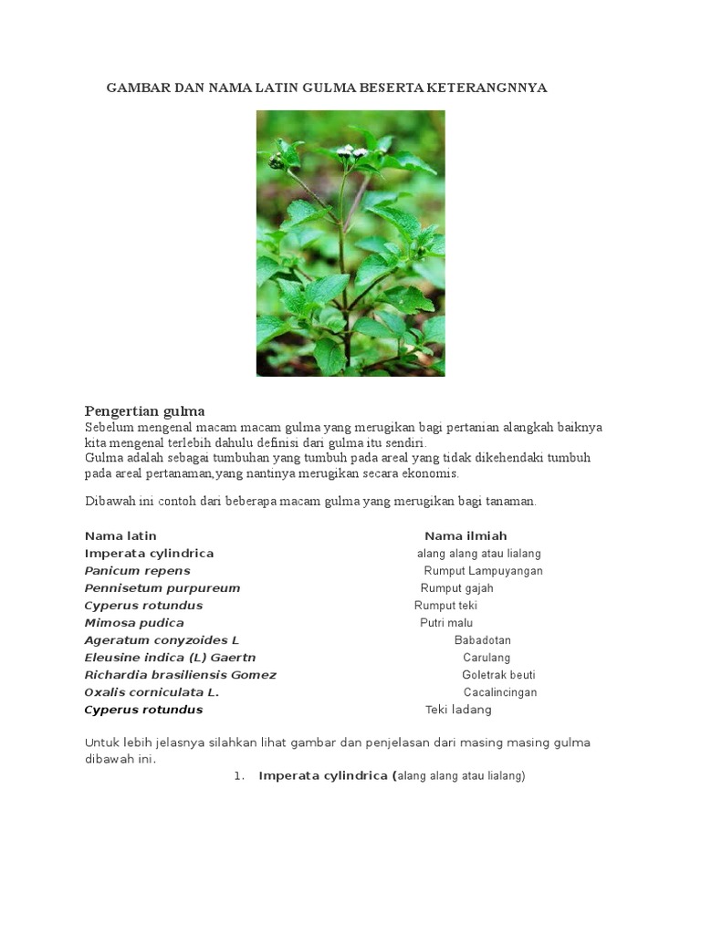 Gambar Dan Nama Latin Gulma Beserta Keterangnnya | PDF