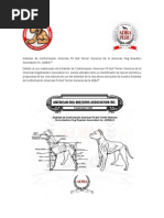 Morfología del perro: Graioides y Occipucio | PDF | Diente | Pastor alemán