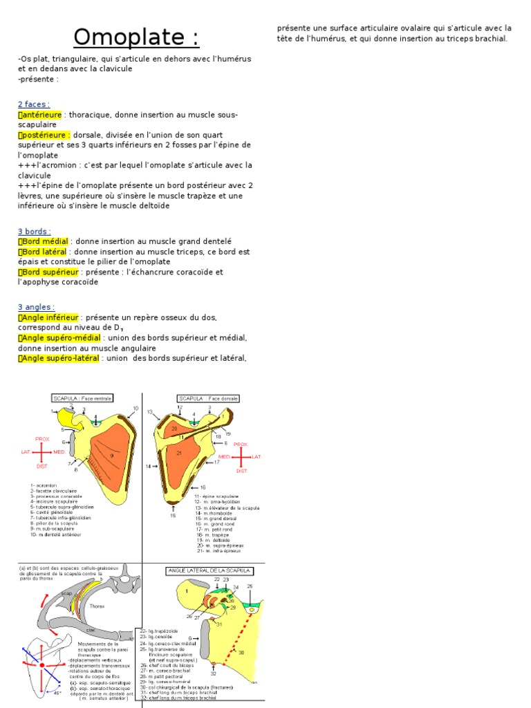 Omoplate (Scapula) | PDF | Sports et loisirs