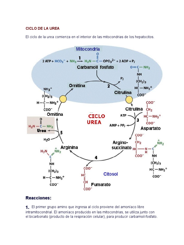 Ciclo de la Urea: Metabolismo y Regulación | PDF | Compuestos orgánicos ...