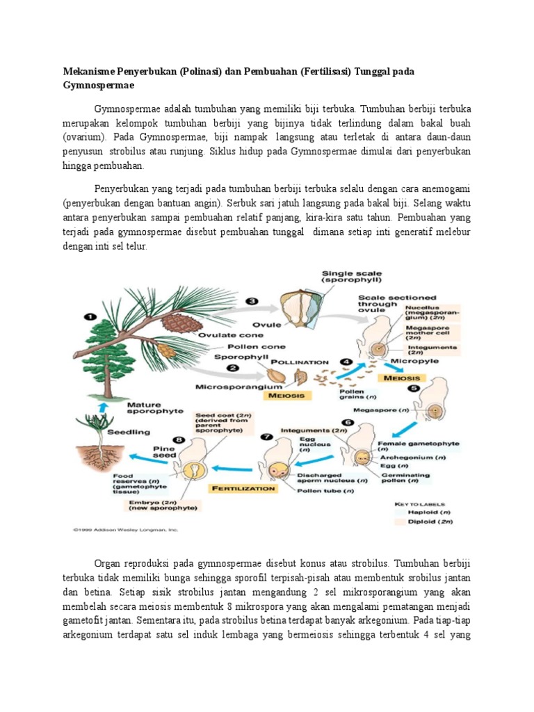 Mekanisme Polinasi Dan Fertilisasi Gymnospermae | PDF | Griya & Taman | Sains & Matematika