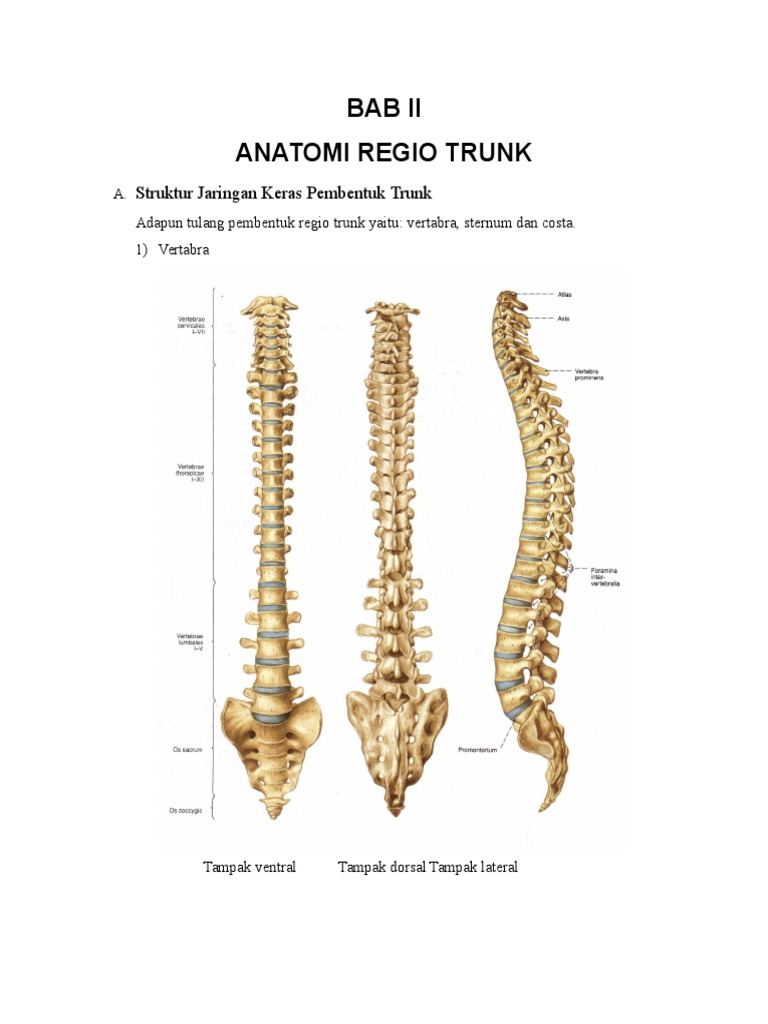 Anatomi Trunk