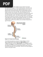 Pelvic Crossed Syndrome | PDF | Pelvis | Chiropractic