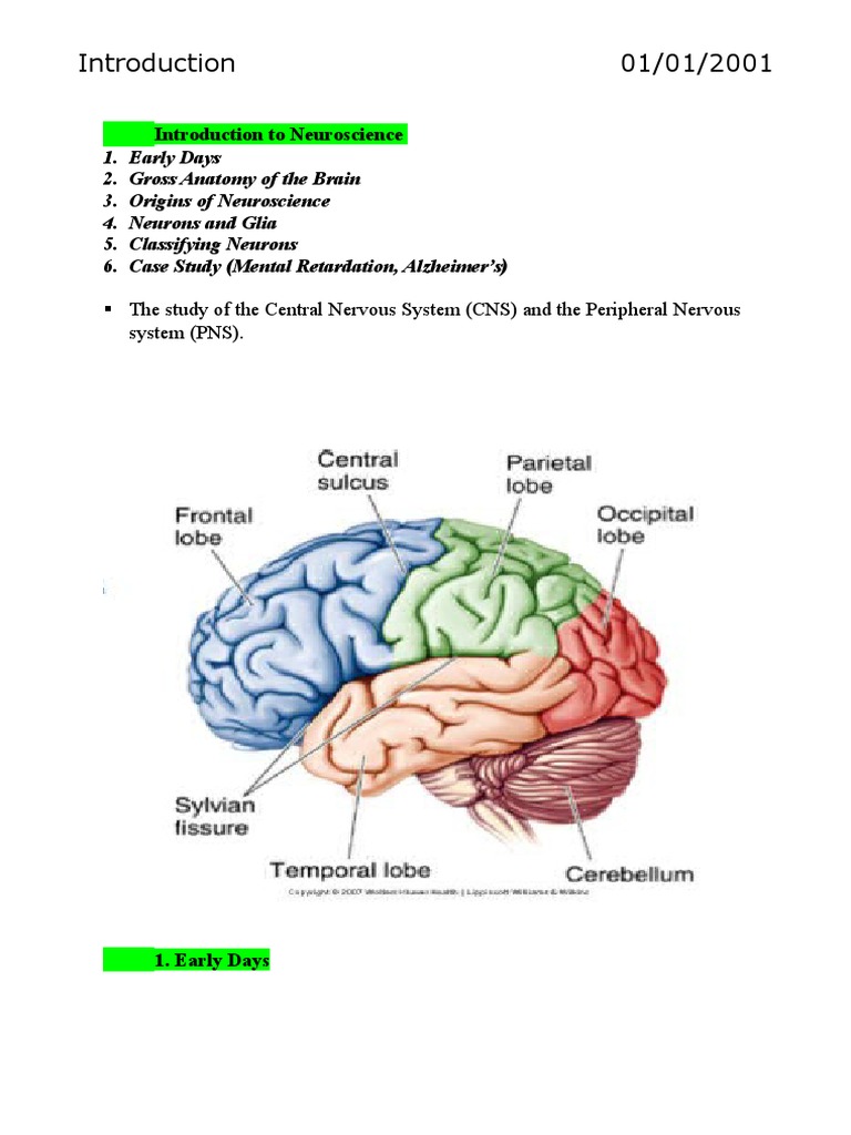 Neuroscience | PDF | Chemical Synapse | Neurotransmitter