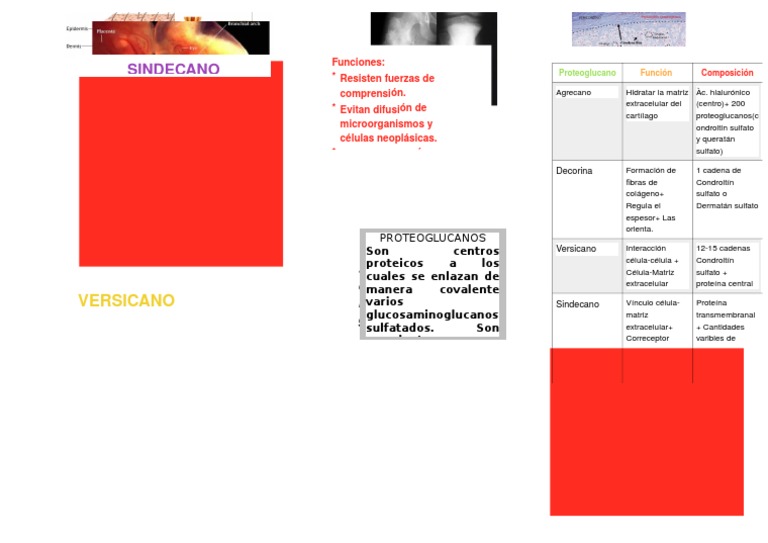Histología Proteoglucanos | PDF