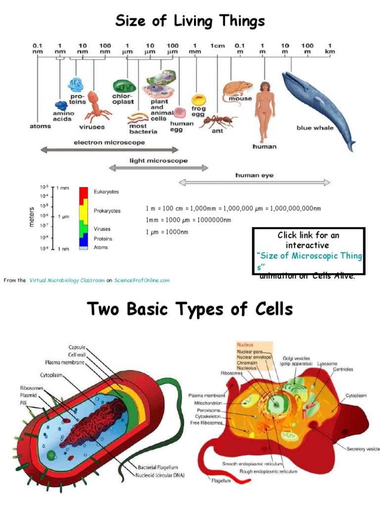 Size of Living Things: Click Link For An Interactive Animation On Cells ...