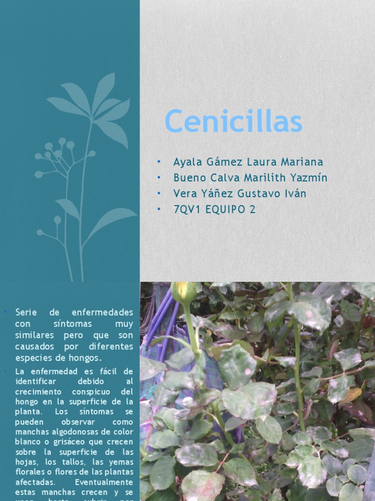 Cenicillas | Horticultura y jardinería | Botany