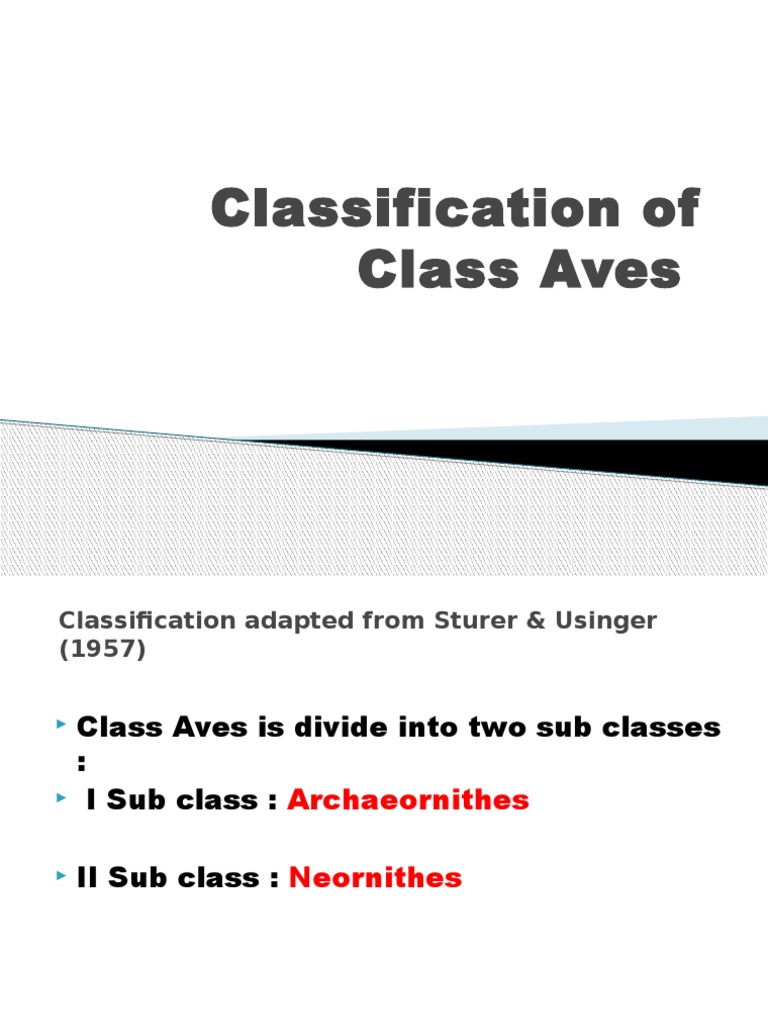 Classification of Class Aves Overview | PDF | Birds | Feather