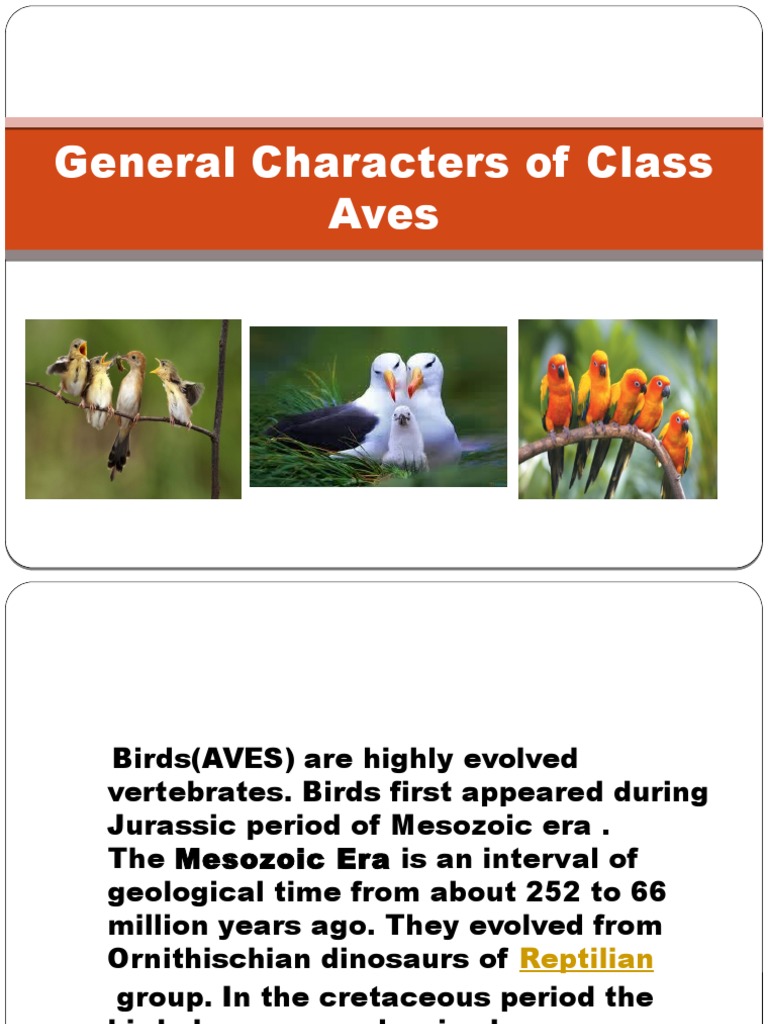 General Characters of Class Aves | PDF | Birds | Organisms
