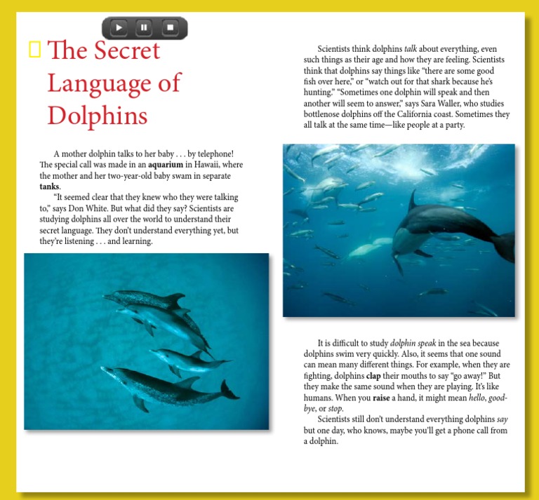 Decoding Dolphin Communication: An Analysis of Dolphin Vocalizations ...