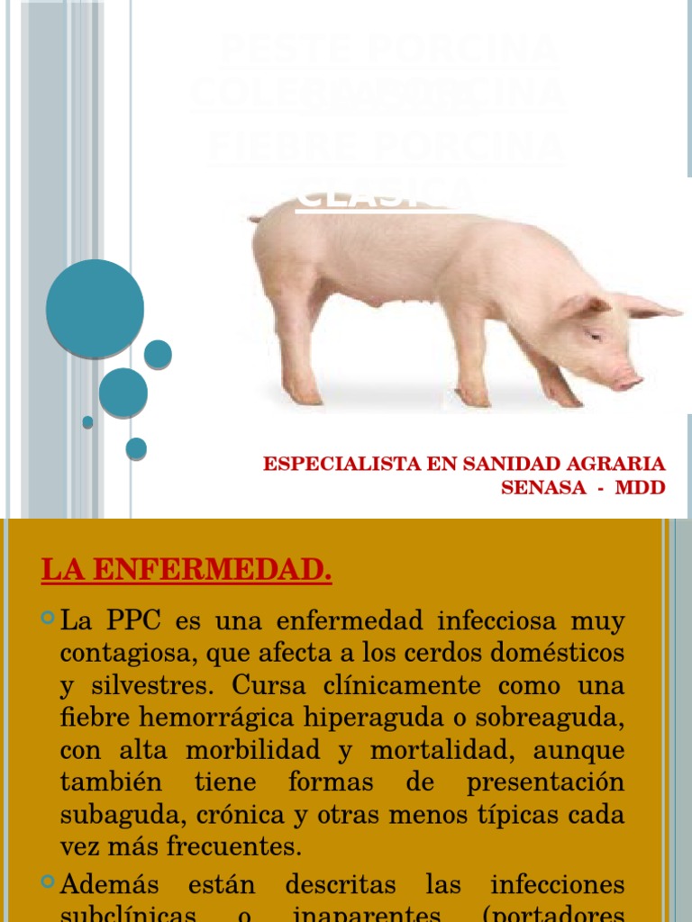 Charla Colera Porcino para Profesionales | PDF | Virus | Infección