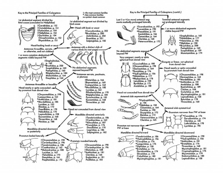Beetles Keys | PDF | Beetle | Arthropods