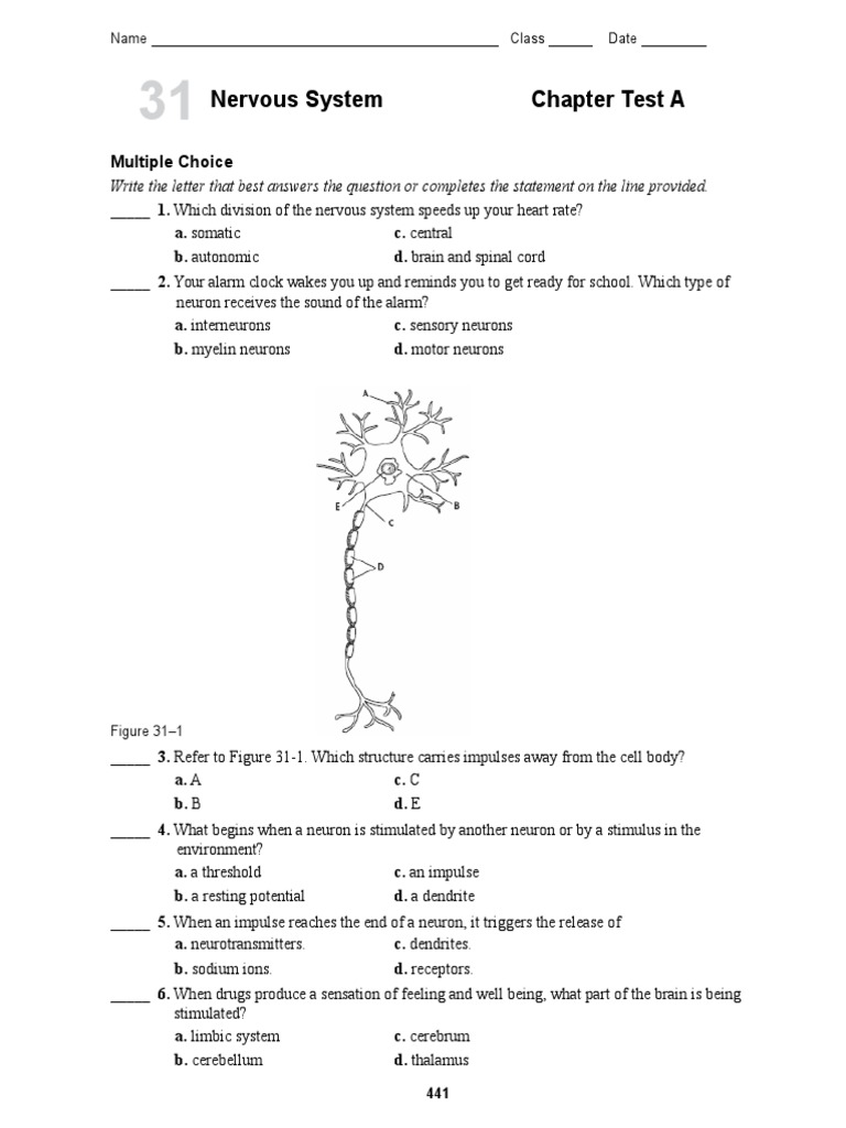 31 Nervous System Chapter Test A Multiple Choice and Essay Questions ...