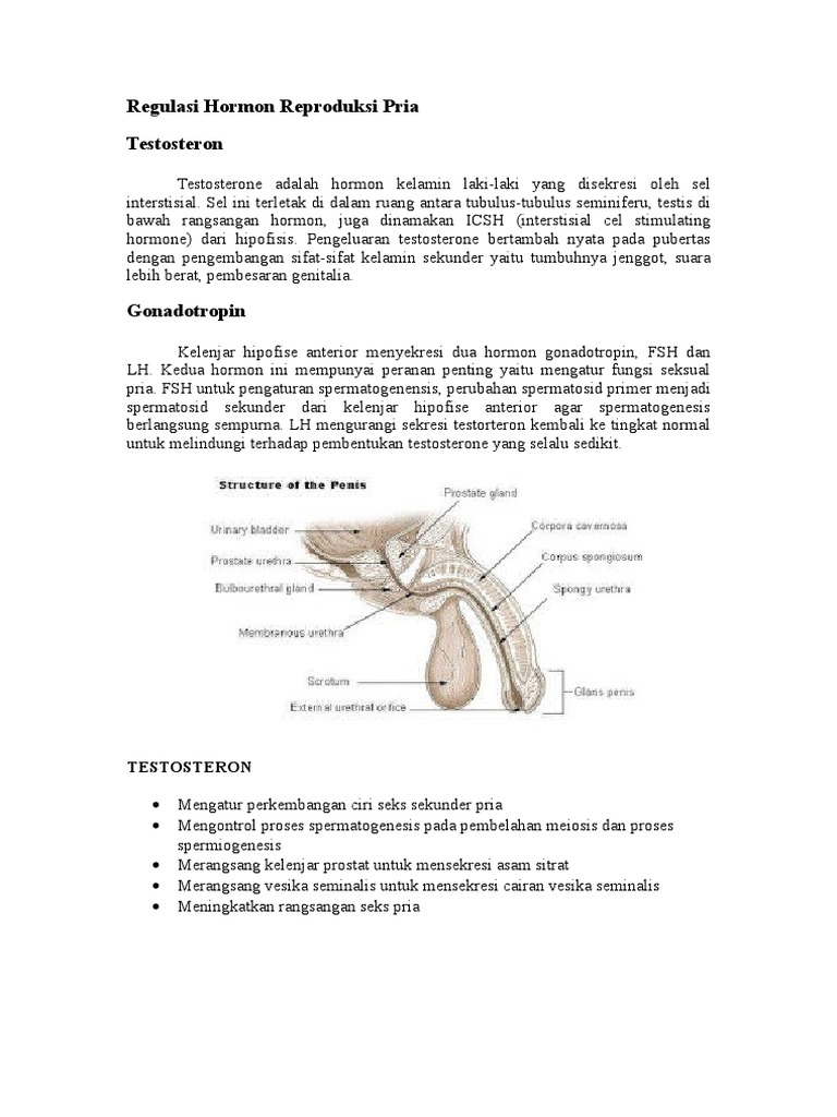 Regulasi Hormon Reproduksi Pria | PDF
