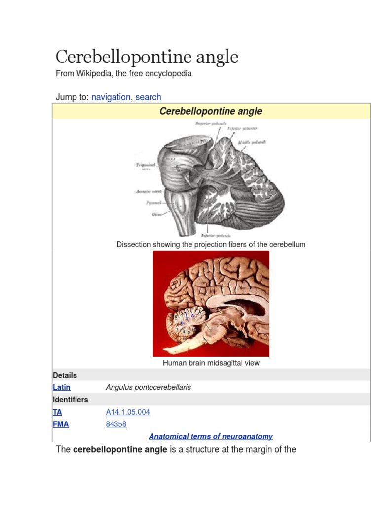 Cerebellopontine Angle Anatomy