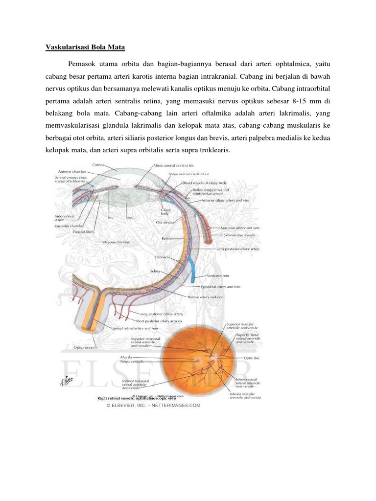 Vaskularisasi Bola Mata Pdf 