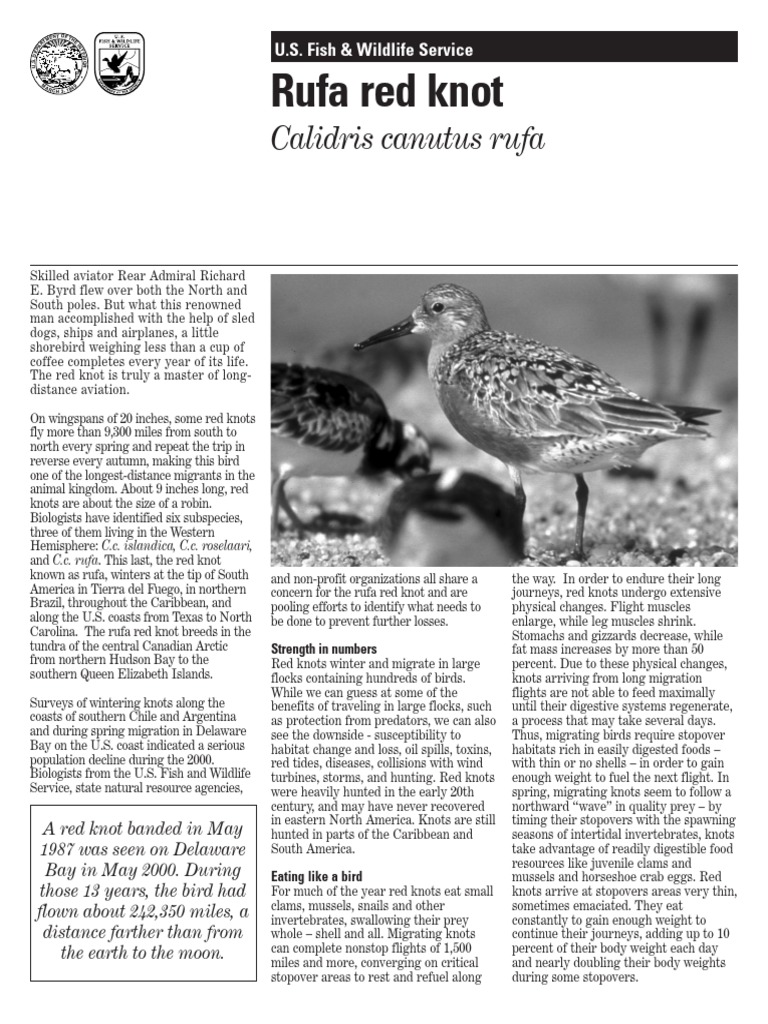 Rufa Red Knot: Long-Distance Migrant | PDF | Bird Migration | Habitat