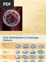 Starfish Embryonic Development Overview | PDF | Zoology | Morphology ...
