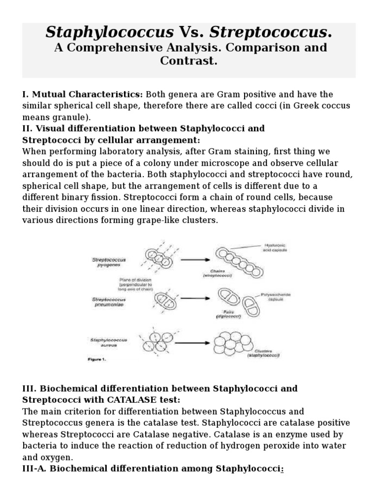 Staphylococcus VS, Streptococcus | PDF | Staphylococcus | Streptococcus