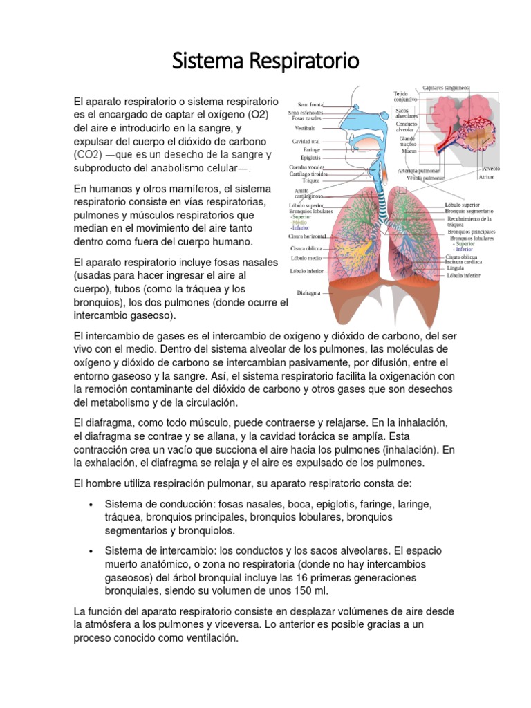 Resumen Del Sistema Respiratorio Pdf Ciencia Y Matemáticas