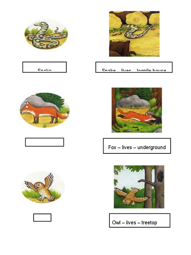Animal Homes for Young Readers | PDF | Young Adult