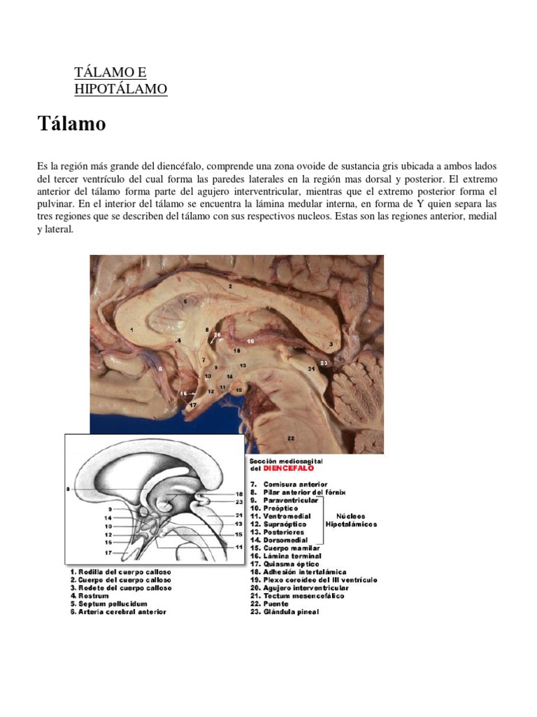 Tálamo e Hipotalamo | Tálamo | Hipotálamo