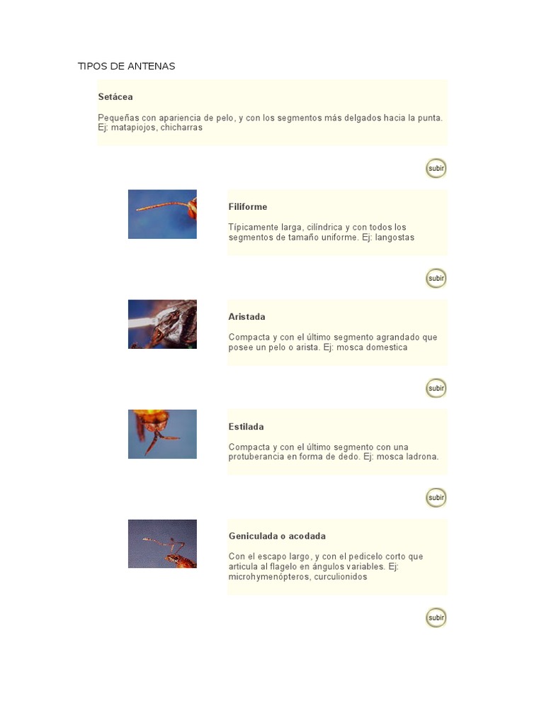 Tipos de Antenas en Insectos | PDF | Insectos | Artrópodos