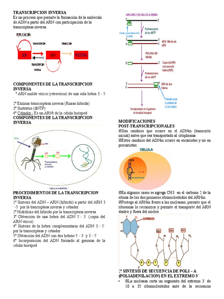 Transcripcion Inversa II | PDF | La transcriptasa inversa | Rna