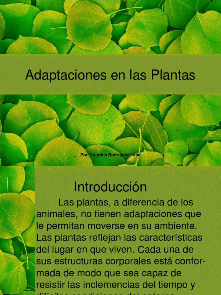 Adaptaciones de Las Plantasppt | PDF | Plantas | Hoja