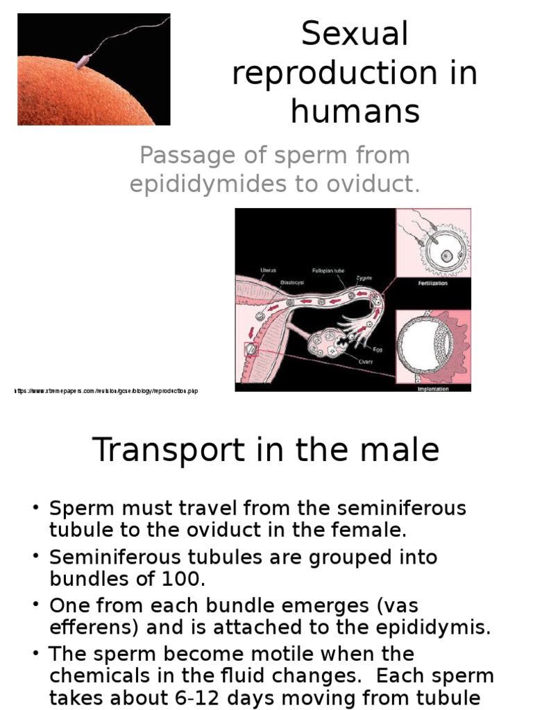 Sexual Reproduction in Humans - Gamete Transfer and Fertilisation ...