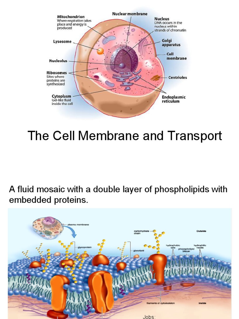 ch 05 cell membrane and transport | Cell Membrane | Osmosis