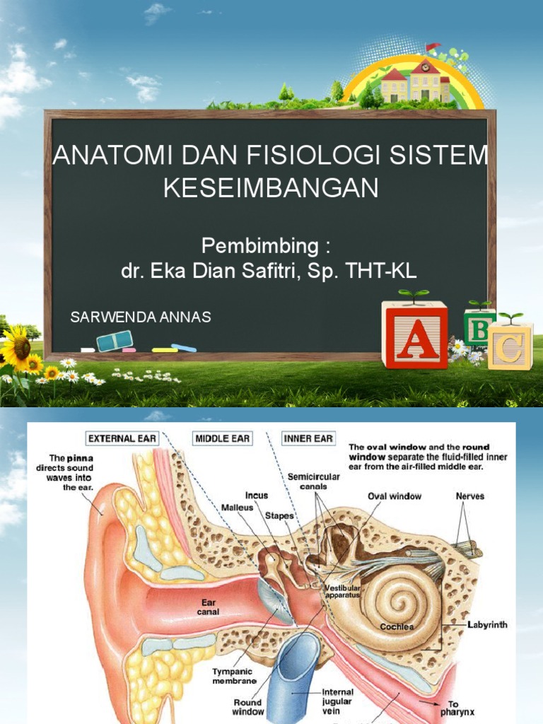 Anatomi dan Fisiologi Keseimbangan | PDF
