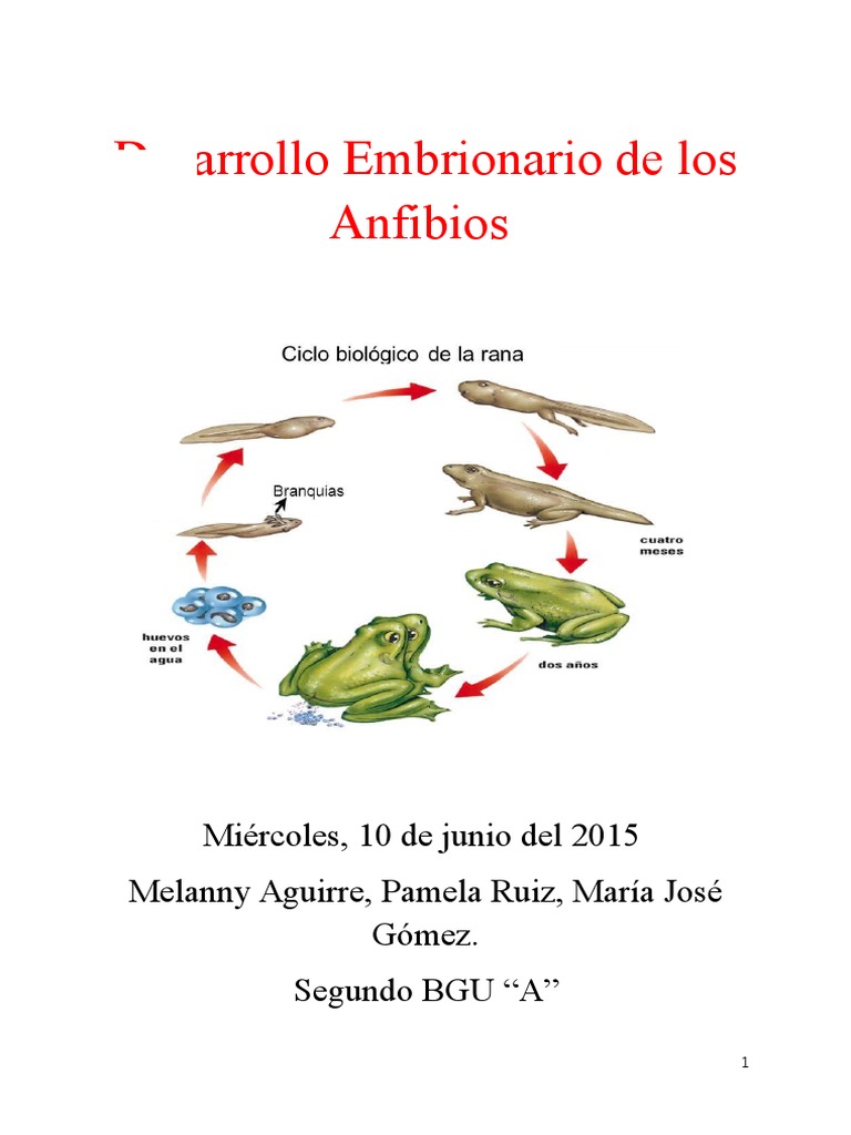 Desarrollo Embrionario de Anfibios | PDF | Anfibio | Reproducción